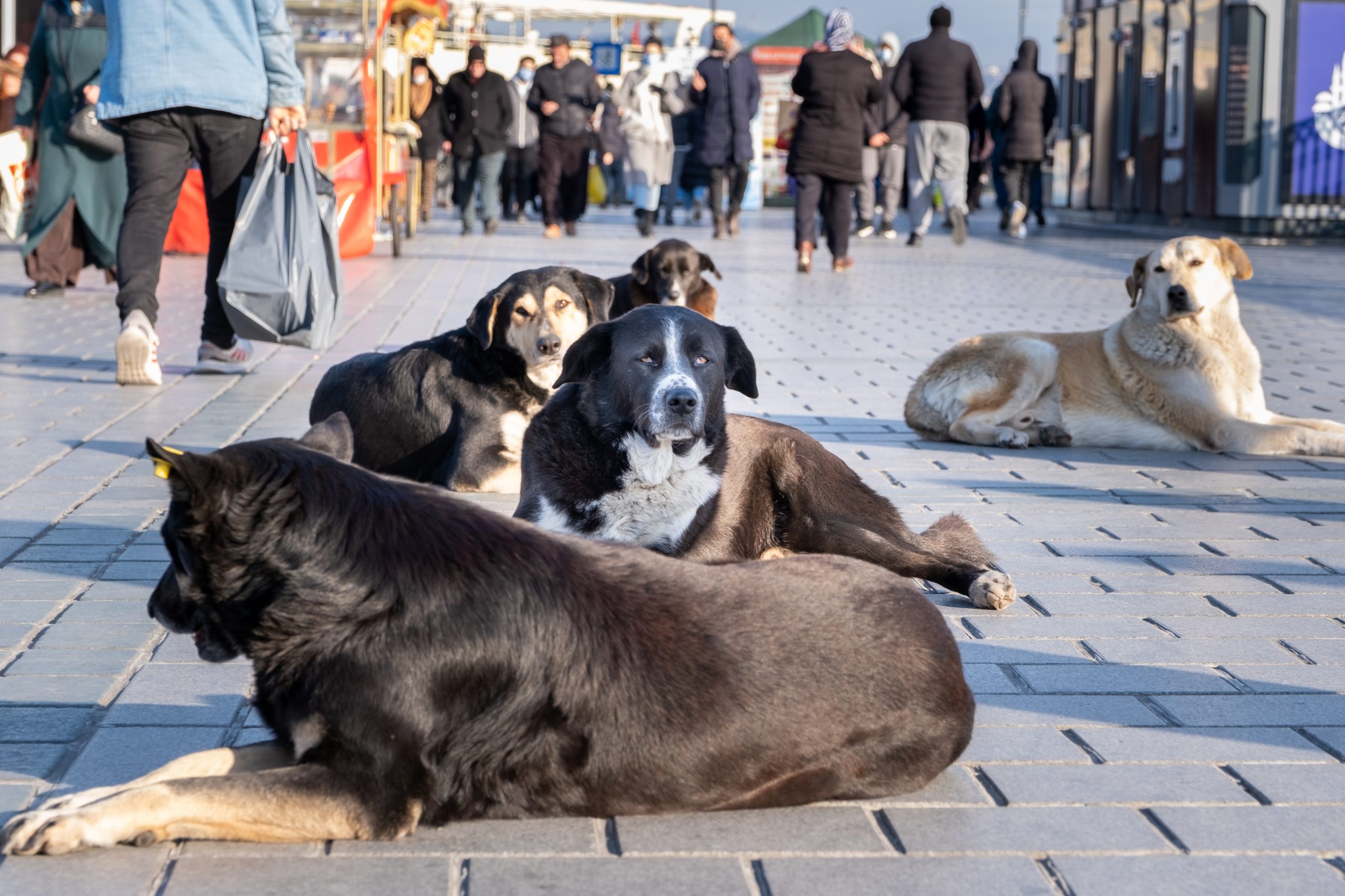世界の動物の法律 - AWGs